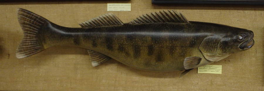 DECOYS AND WILDLIFE GALLERY WILDLIFE ART - PAINTINGS DECOYS AND WILDLIFE GALLERY WILDLIFE ART - PAINTINGS